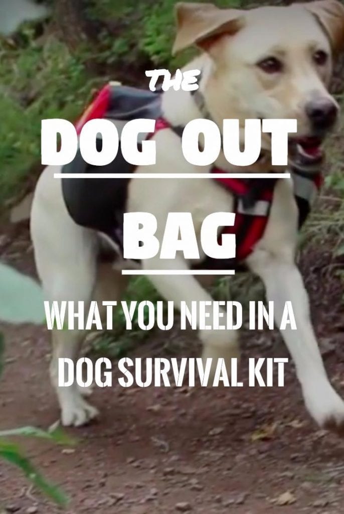 Dog Out Bag: What You Need In A Dog Survival Kit